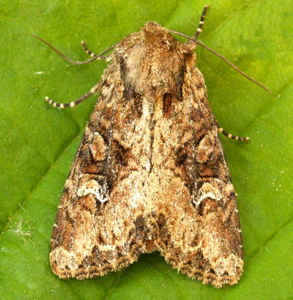 2331 Small Clouded Brindle